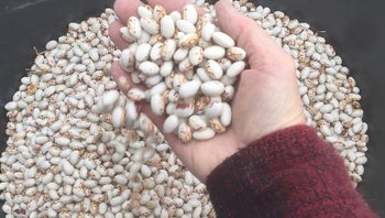How to shell dry beans-- fast and easy! – Prairie Road Organic Seed