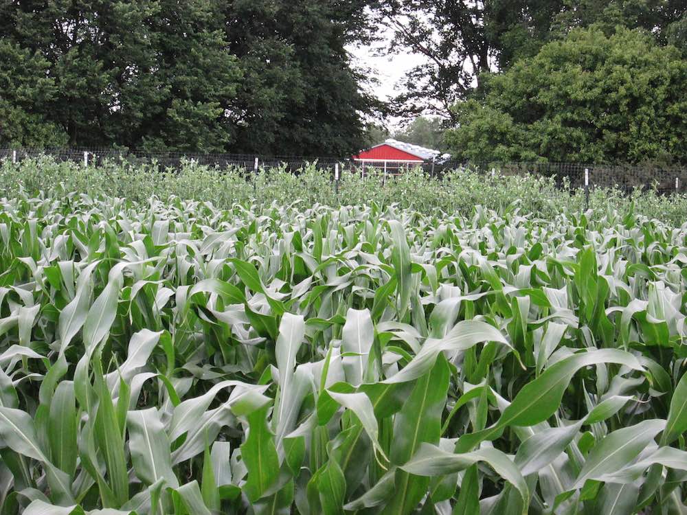 Organic Corn Seeds – Prairie Road Organic Seed