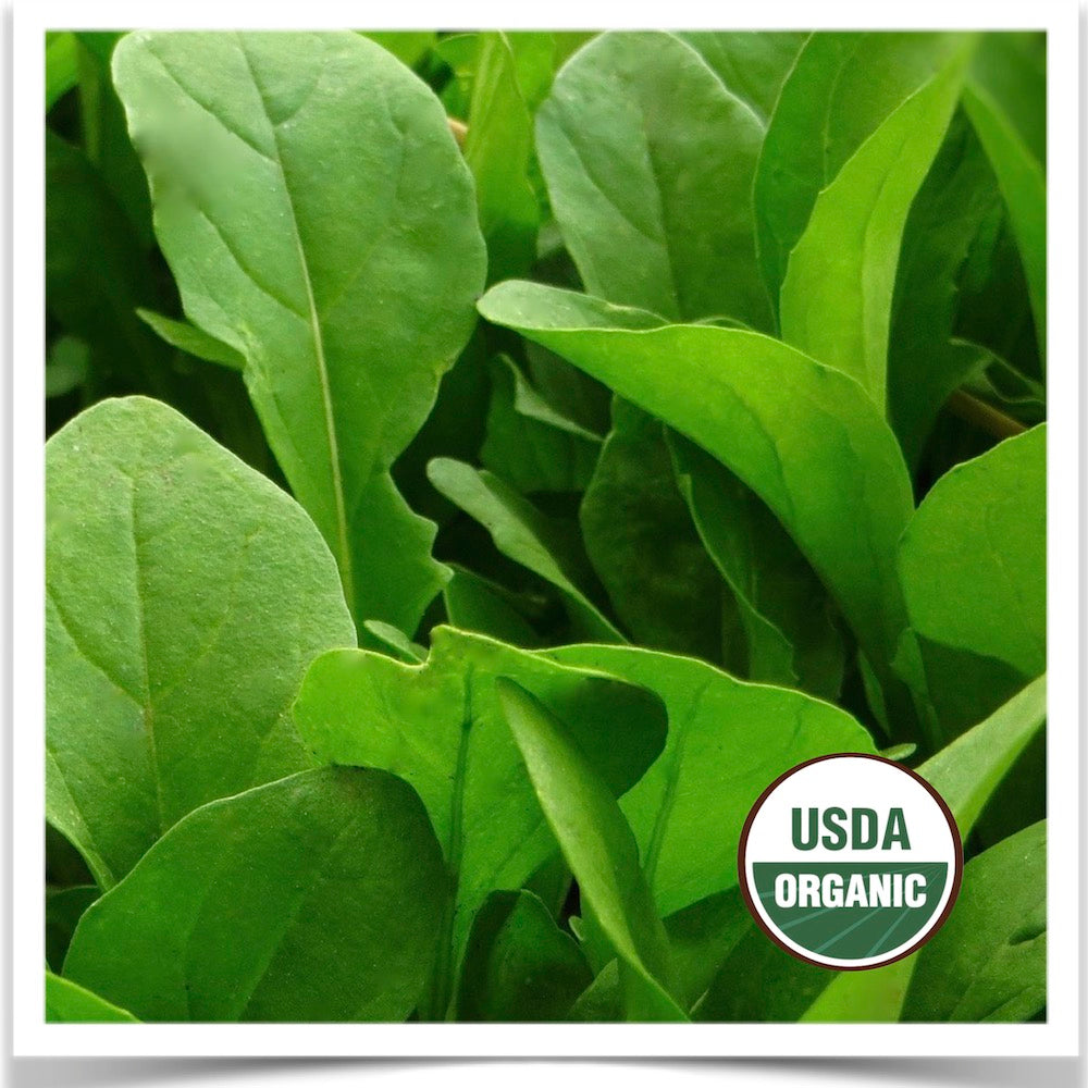 CERTIFIED ORGANIC SEED Arugula: Astro -Prairie Road Organic Seed