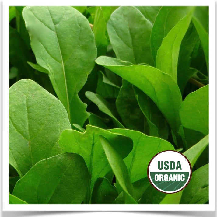 CERTIFIED ORGANIC SEED Arugula: Astro -Prairie Road Organic Seed