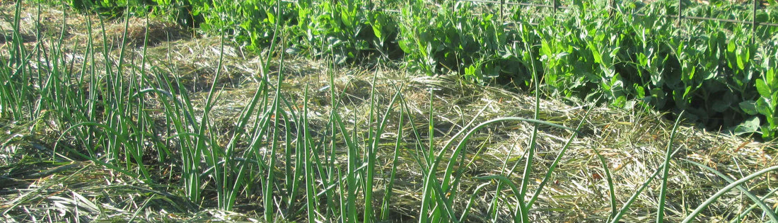 ORGANIC SEED- From our garden to yours! Prairie Road Organic Seed