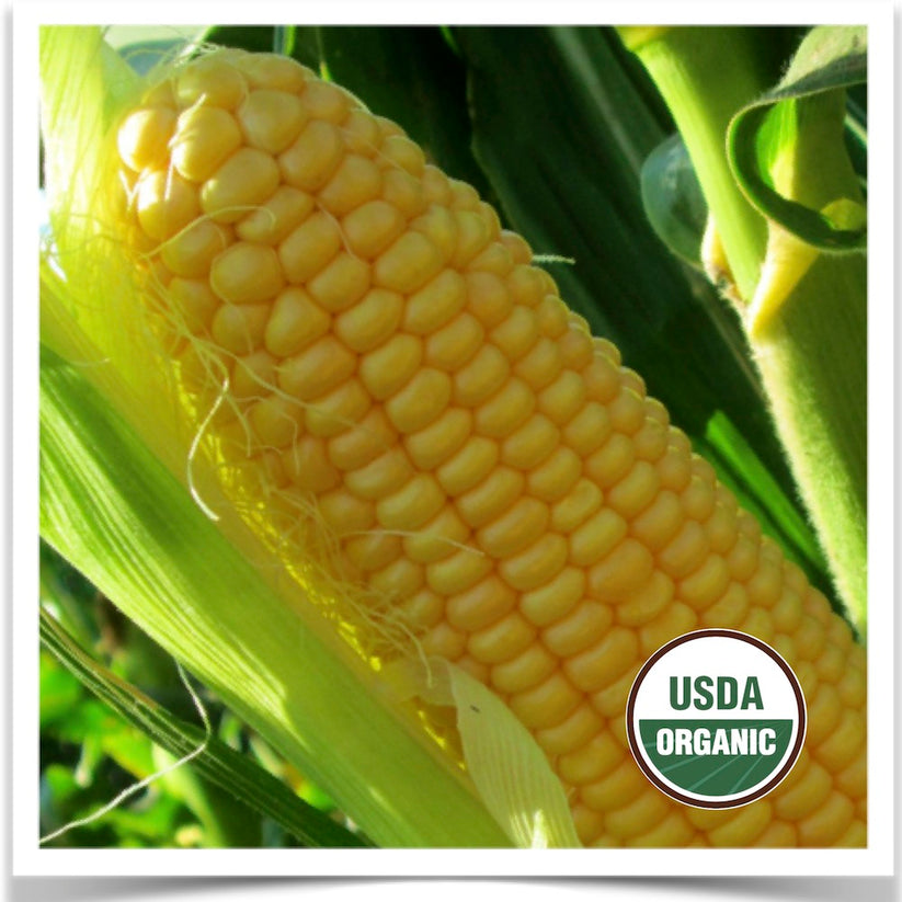 ORGANIC SEED Sweet Corn: True Gold -Prairie Road Organic Seed