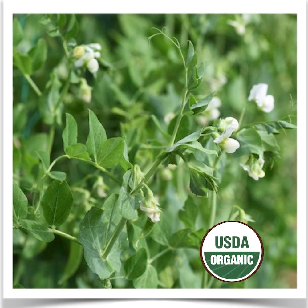 ORGANIC SEED Snow Pea: Blizzard -Prairie Road Organic Seed