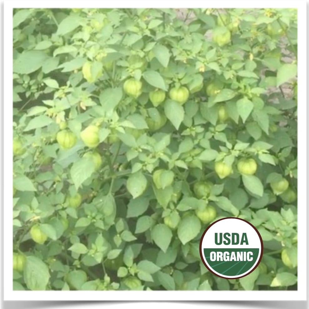 ORGANIC SEED Tomatillo: Mexican Strain – Prairie Road Organic Seed
